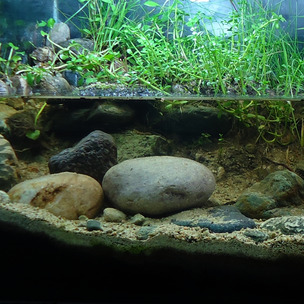 Freshwater Aquarium Biotopes