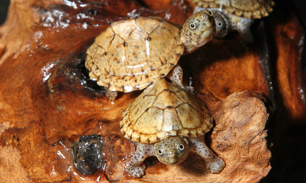Reptiles Turtles Facts About Turtles In The Adirondacks