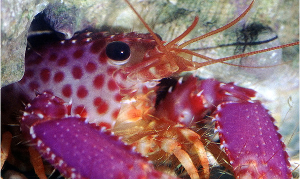 JBL NovoCrabs ideal für marine Krebstiere