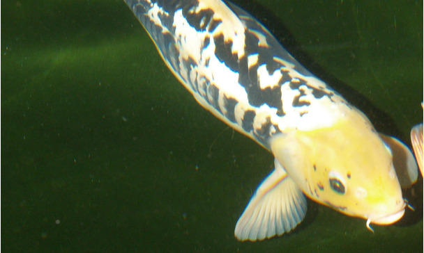 How can I calculate the weight of my fish?