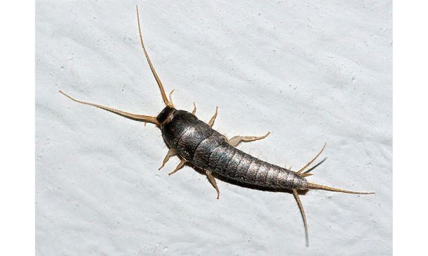 Jetzt kommen die Nano-Nano-Tiere