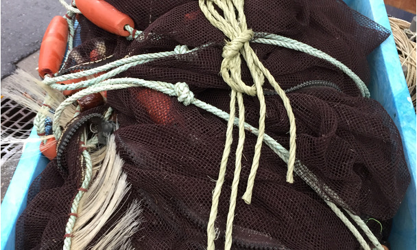 Koi Transport Part 1: From the catch to the farm