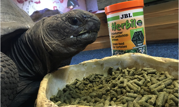 New JBL Herbil - Who said tortoises are slow?