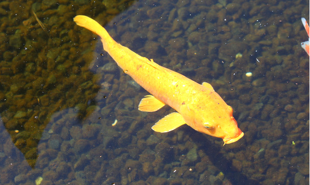 Fish can eat but still be starving