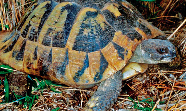 A terrarium for sun-loving tortoises