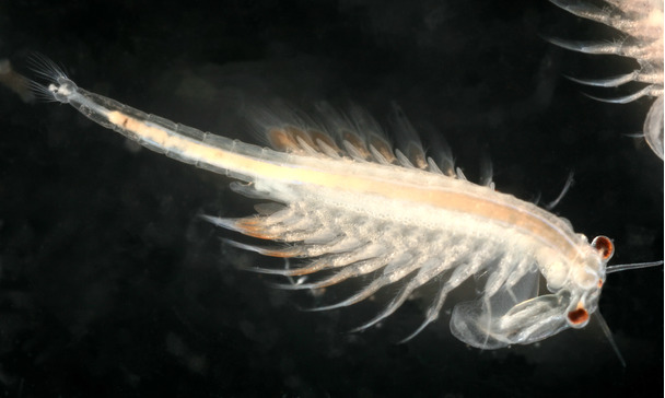 Artemia - Live Food Easily Home-Grown