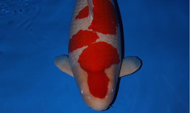 Shinkokai Koi Show in Japan Part 2