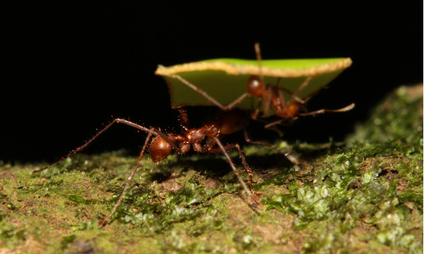 Quality Control Ant-Style