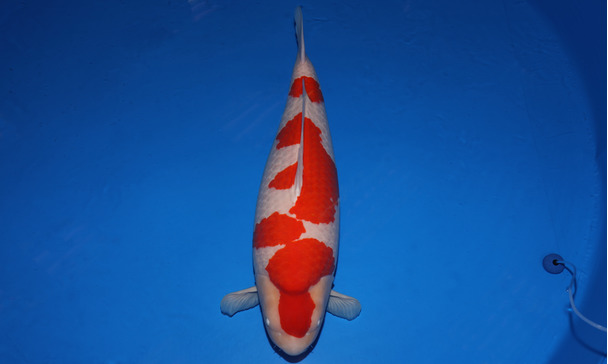 Have you ever seen a € 250,000 koi?