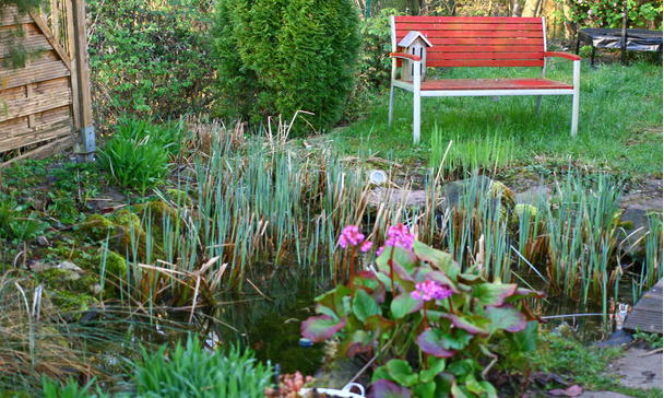 Pond preparation: what to do in spring
