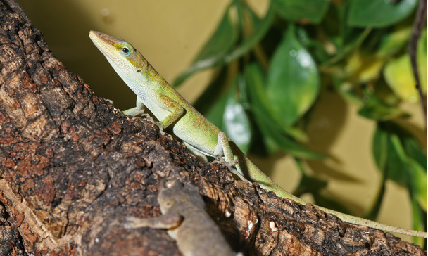 Groene Anolis Tank My Anoles Vivarium