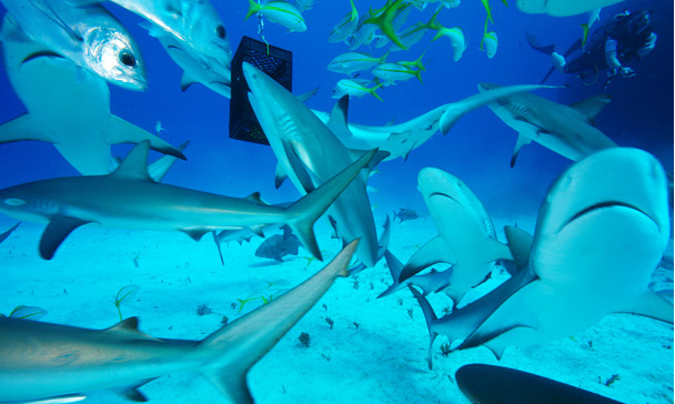 The JBL Sharks are now on National Geographic