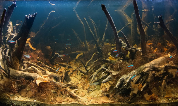 Biotope Aquatics Part 1: South America, a Tributary of the Rio Negro ...
