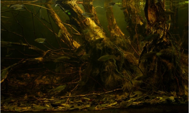 Biotope Aquatics Part 3: Southeast Asia, Vietnam: Tram Chim Melaleuca ...