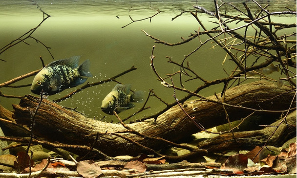 Biotope Aquatics Part 2: Mexico, Upper Candelaria River near the Sandbank