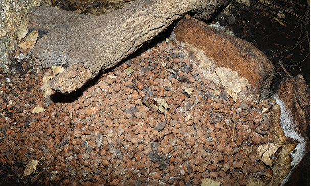 Mites and mould in the terrarium