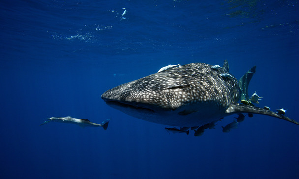 Indian Ocean Sharks Progressing In The Conservation Of Sharks And