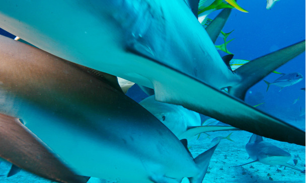 What should you do if sharks come too close?