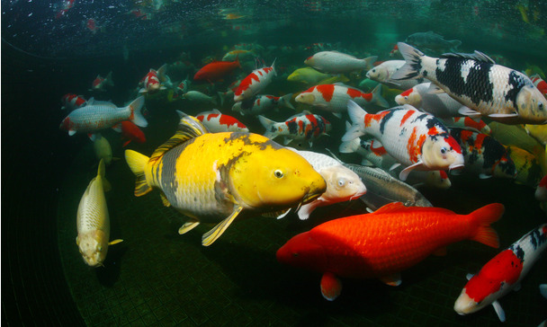 Koi crash course - From A to Z