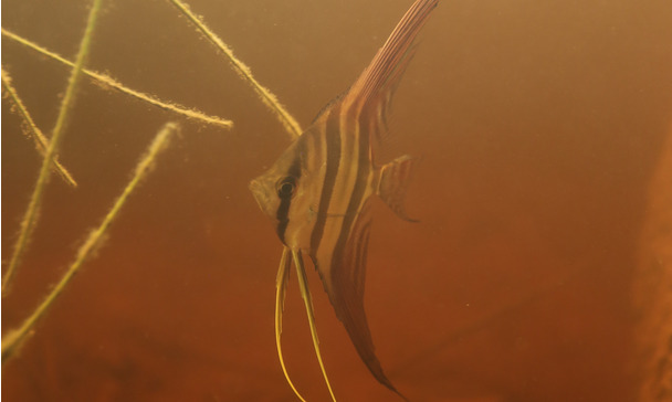 La photo exceptionnelle – un scalaire altum dans son biotope