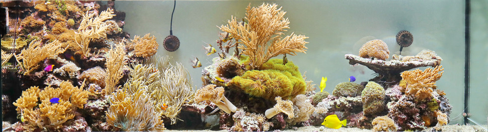 Saltwater Tank Setup Ideas SALTWATER ☑ FRESHWATER... Saltwater