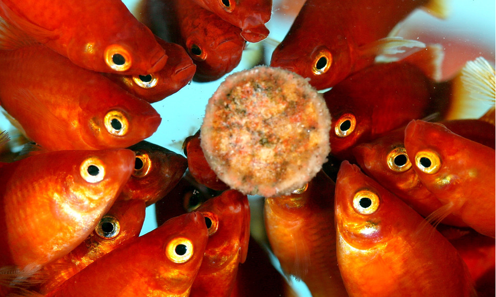 Alimentation des poissons